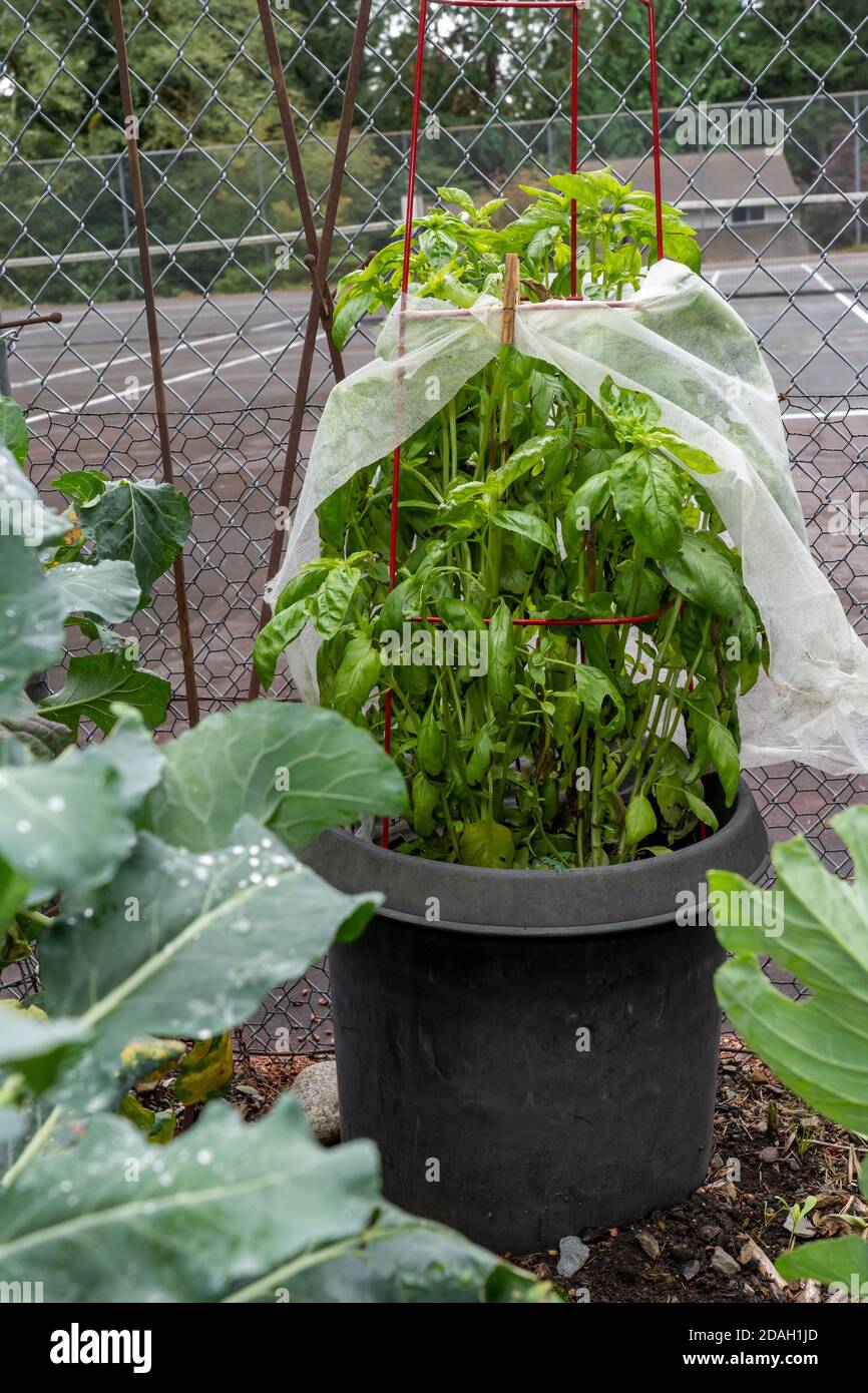 Issaquah, Washington, USA. Genovese Basil plant growing in a container ...