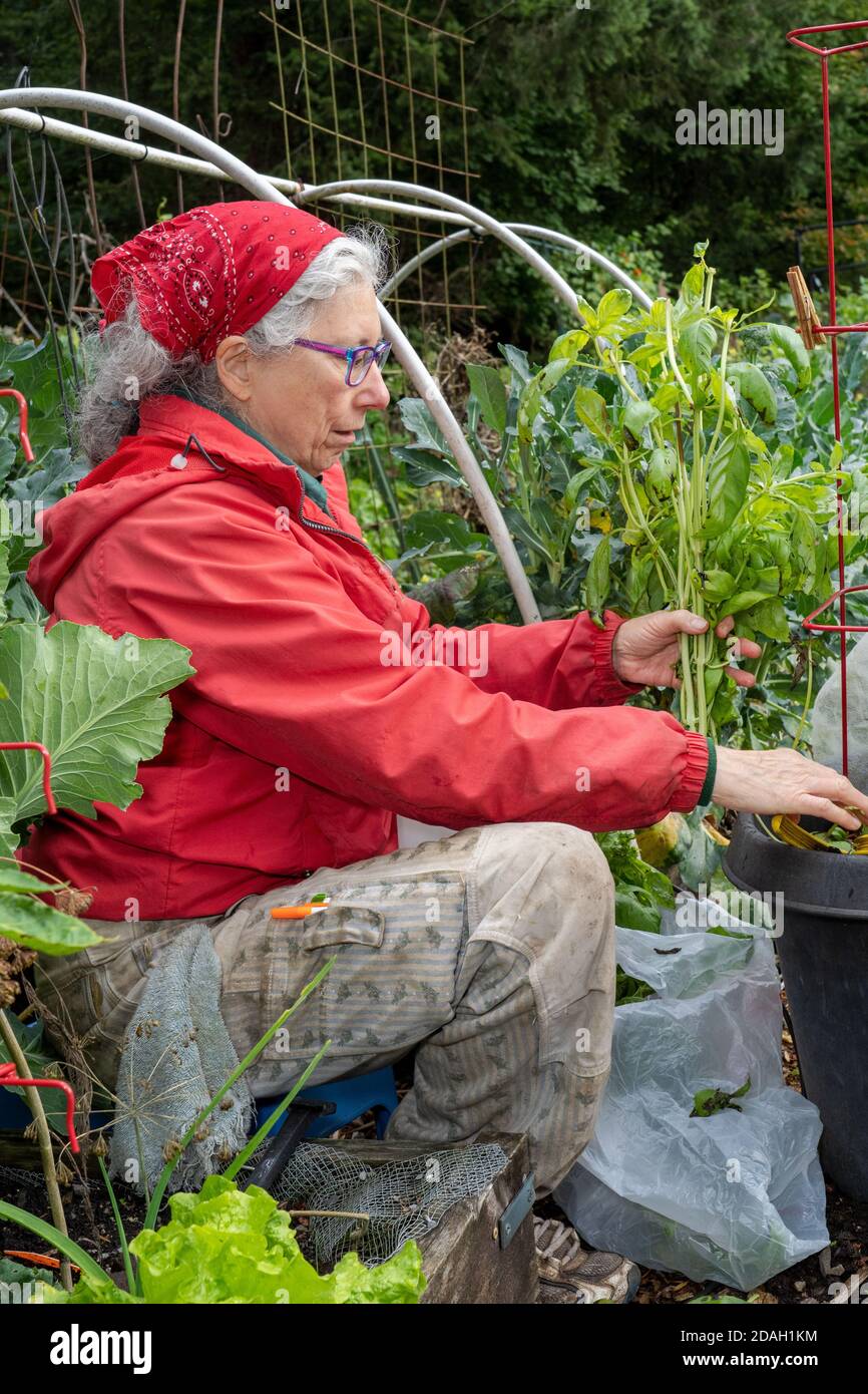 Issaquah, Washington, USA. Woman harvesting Genovese Basil. It is one ...