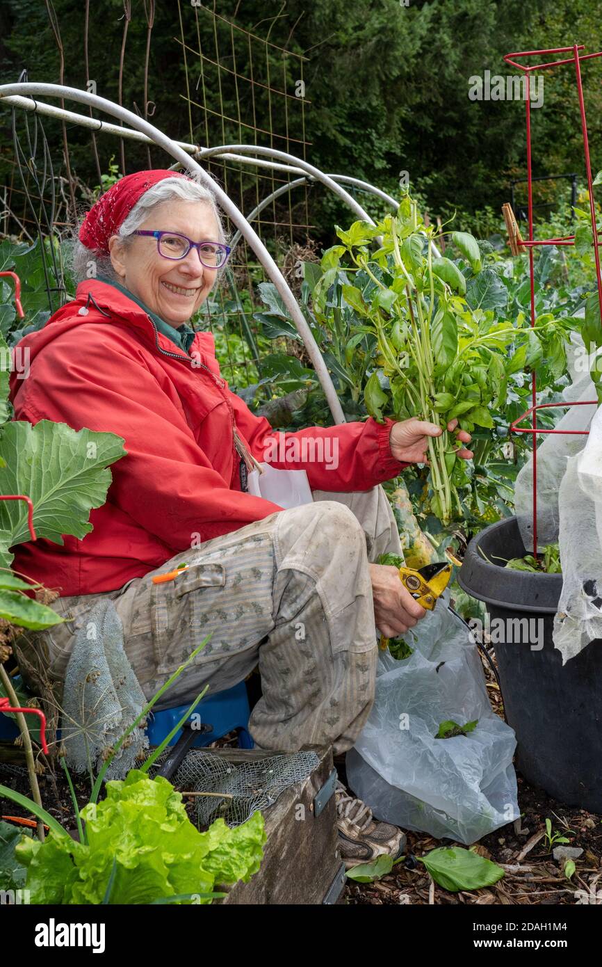 Issaquah, Washington, USA. Woman harvesting Genovese Basil. It is one ...
