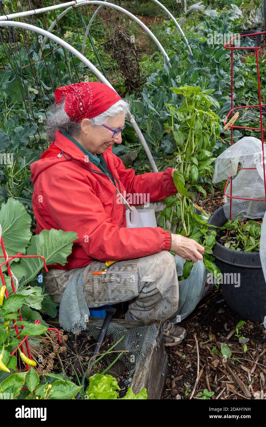 Issaquah, Washington, USA. Woman harvesting Genovese Basil. It is one ...