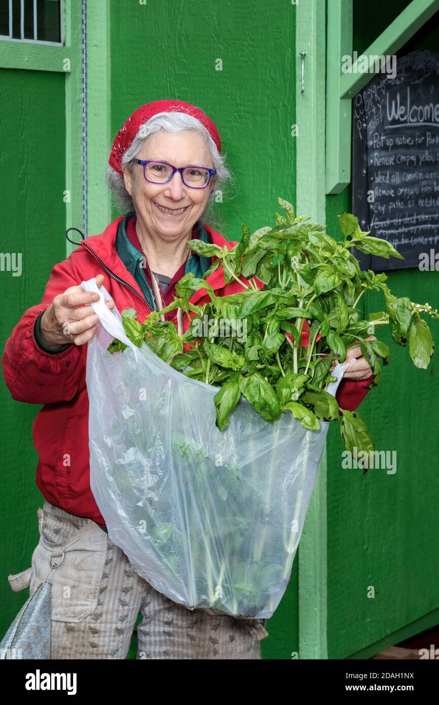 Issaquah, Washington, USA. Woman holding a bag of freshly harvested ...