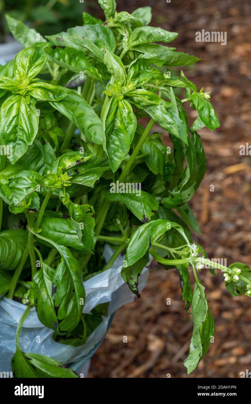 Issaquah, Washington, USA. Bag of freshly harvested Genovese Basil. It ...