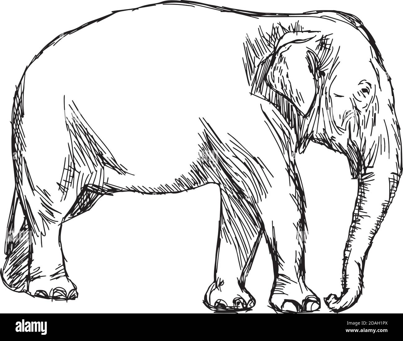 illustration vector hand drawn doodle asian elephant isolated on white ...