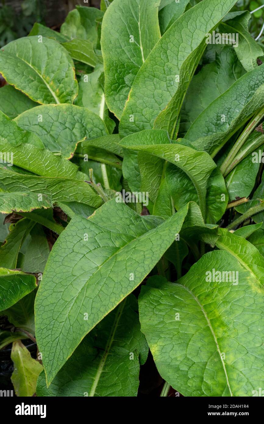 Issaquah, Washington, USA. Comfrey plant, also known as knitbone for ...