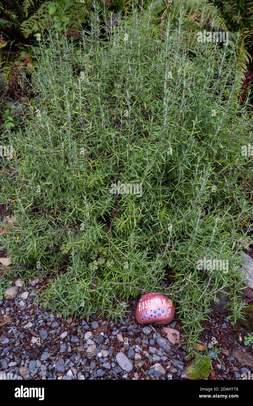 Rosemary garden hand hi-res stock photography and images - Alamy