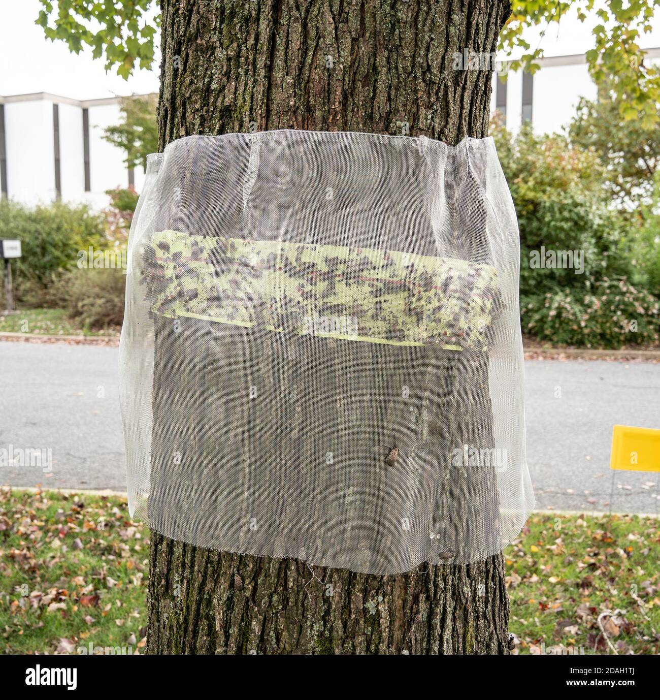 Sticky tape used to trap lanternflies covered in netting to prevent ...