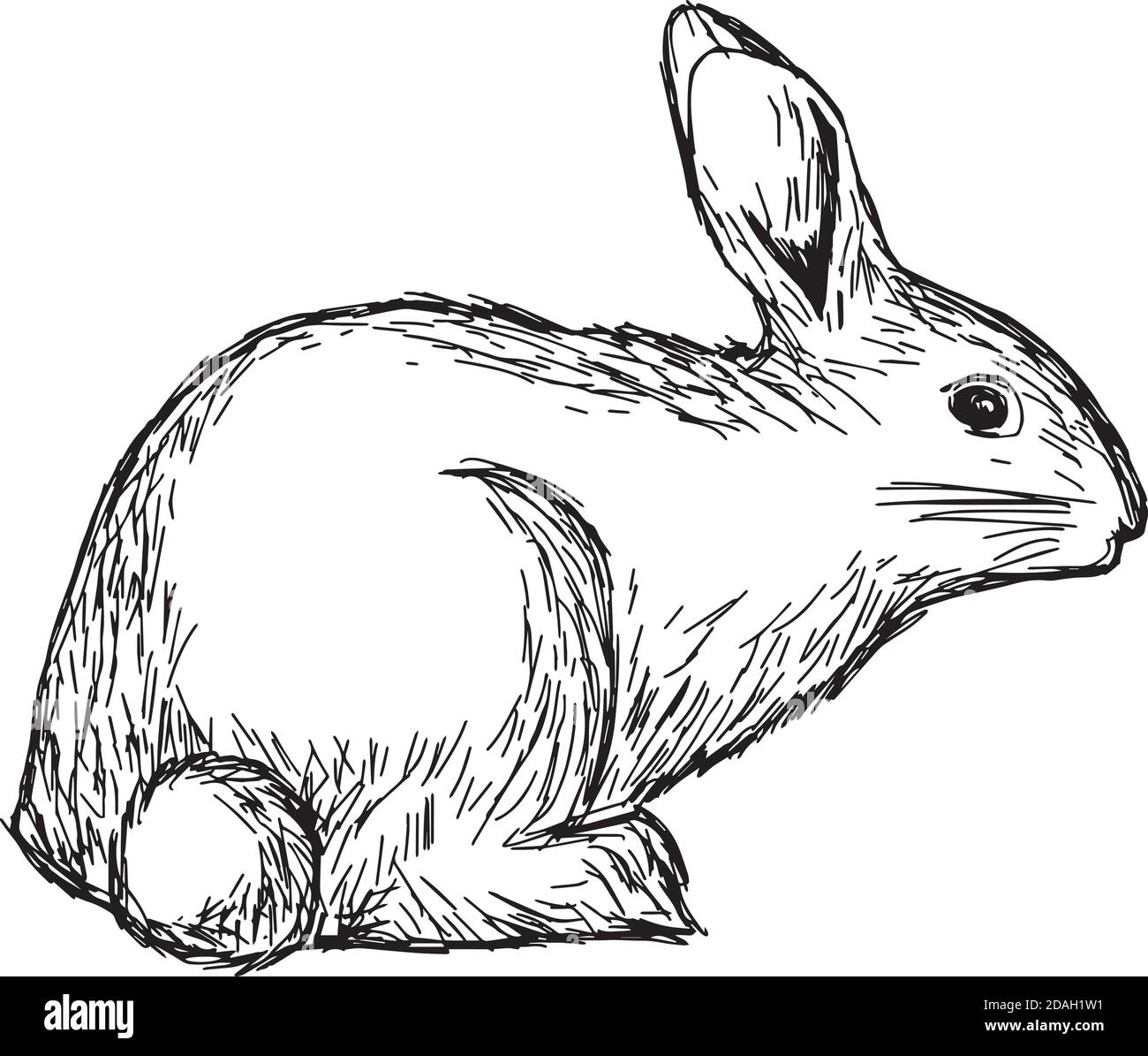 illustration vector hand drawn doodle rabbit isolated on white Stock ...