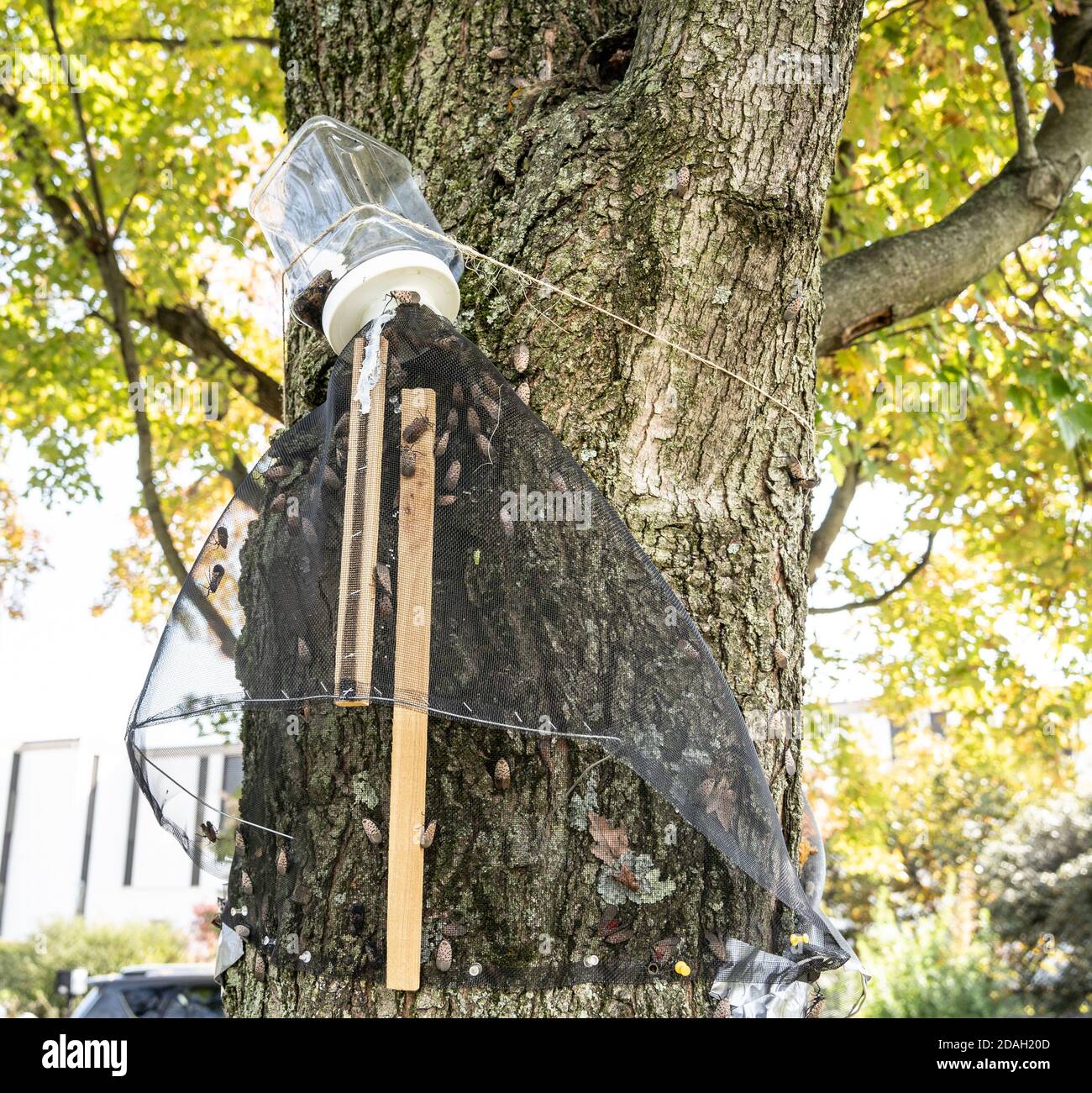 Spotted lanternfly trap hi-res stock photography and images - Alamy