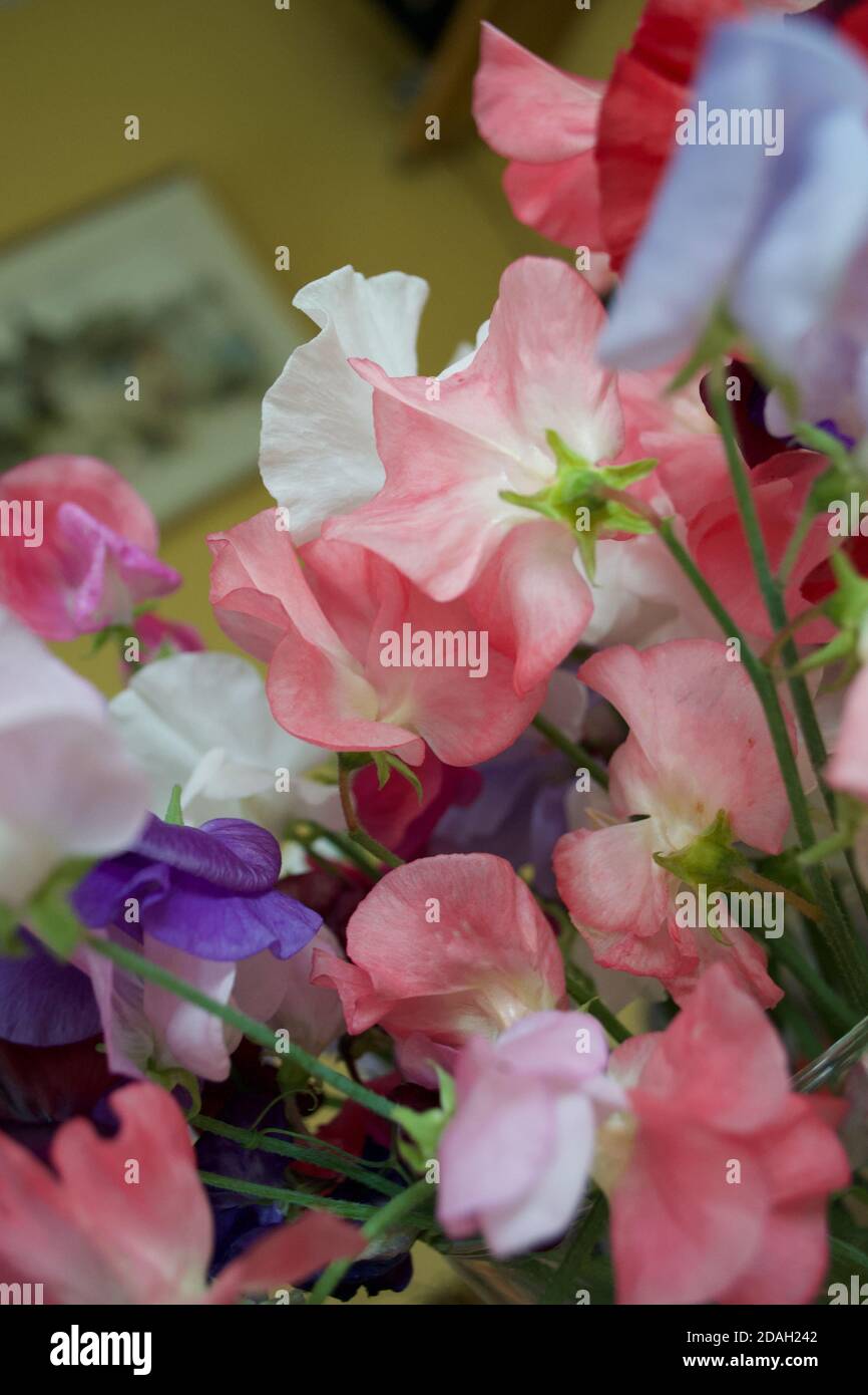 Sweet Pea flowers (Lathyrus odoratus) in pastel colours: pink, white ...