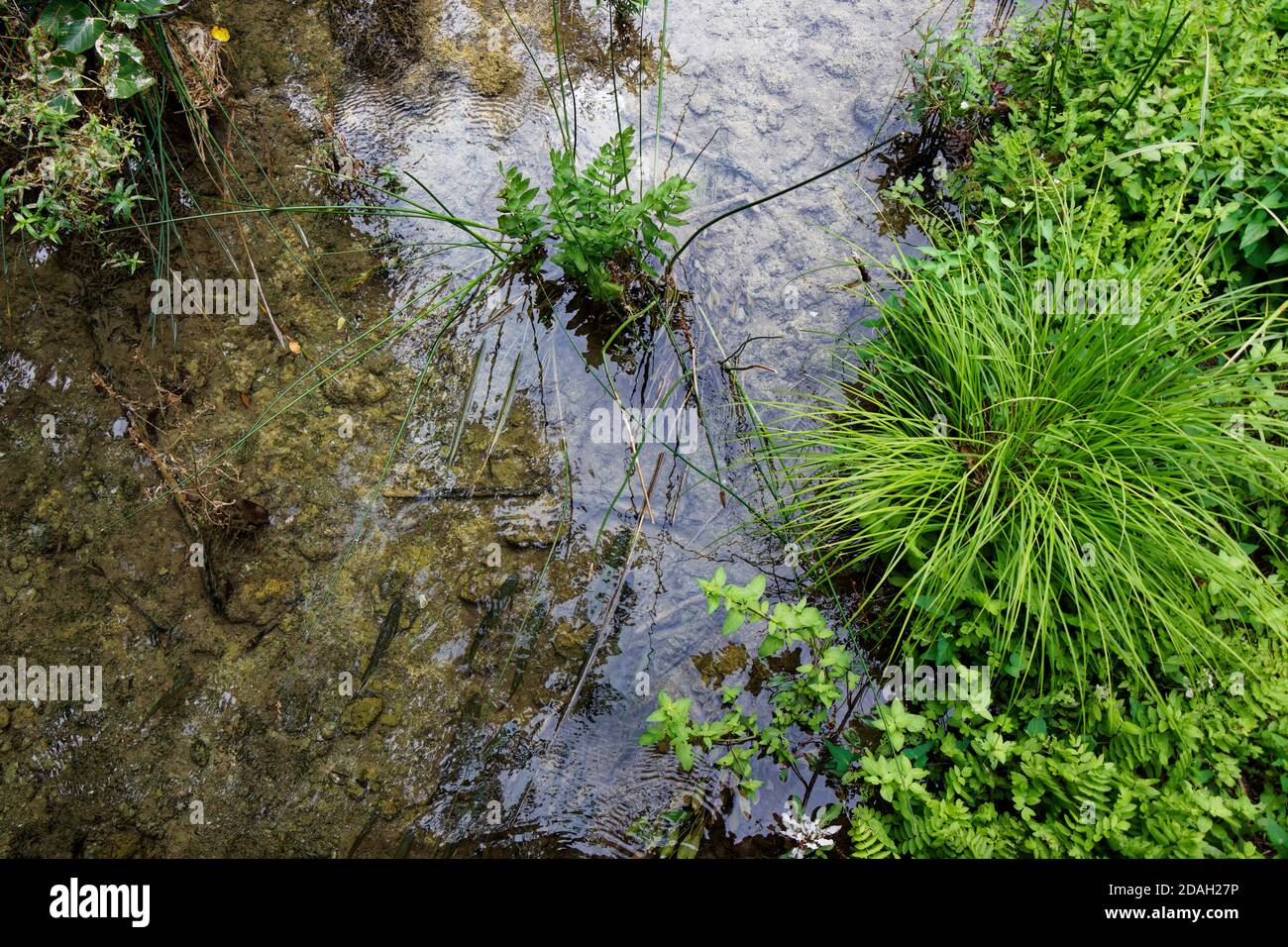 View from top on water and grass Stock Photo - Alamy