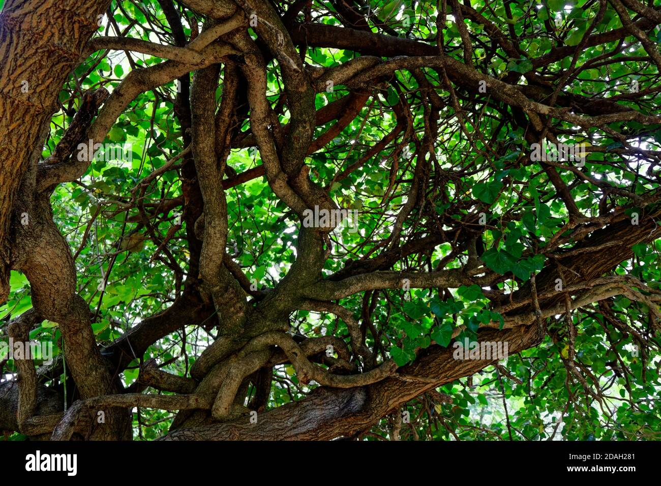 View on intertwined branches trees with green leaves Stock Photo - Alamy