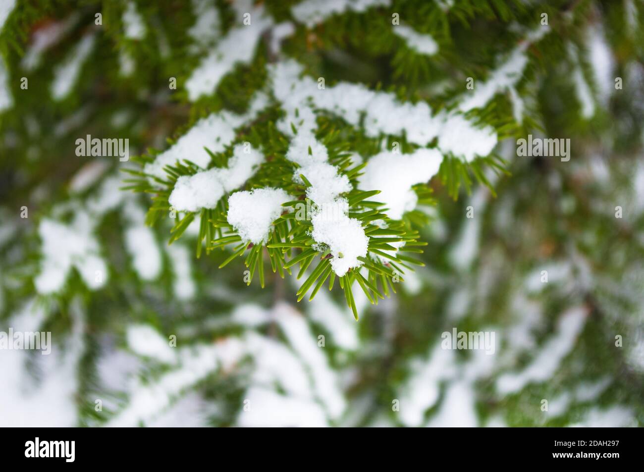 Fluffy branch fir tree hi-res stock photography and images - Alamy