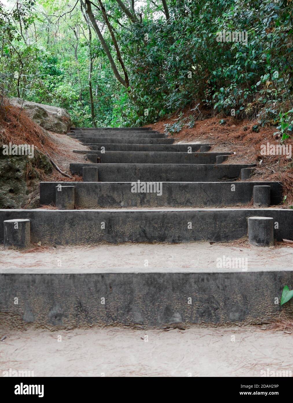 Wooden staircase in forest hi-res stock photography and images - Alamy