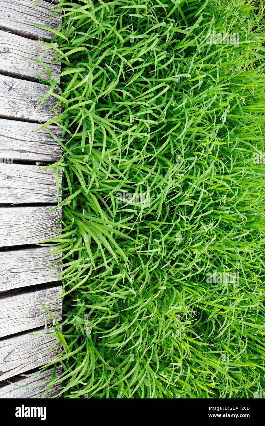 Wooden planks and grass background hi-res stock photography and images ...
