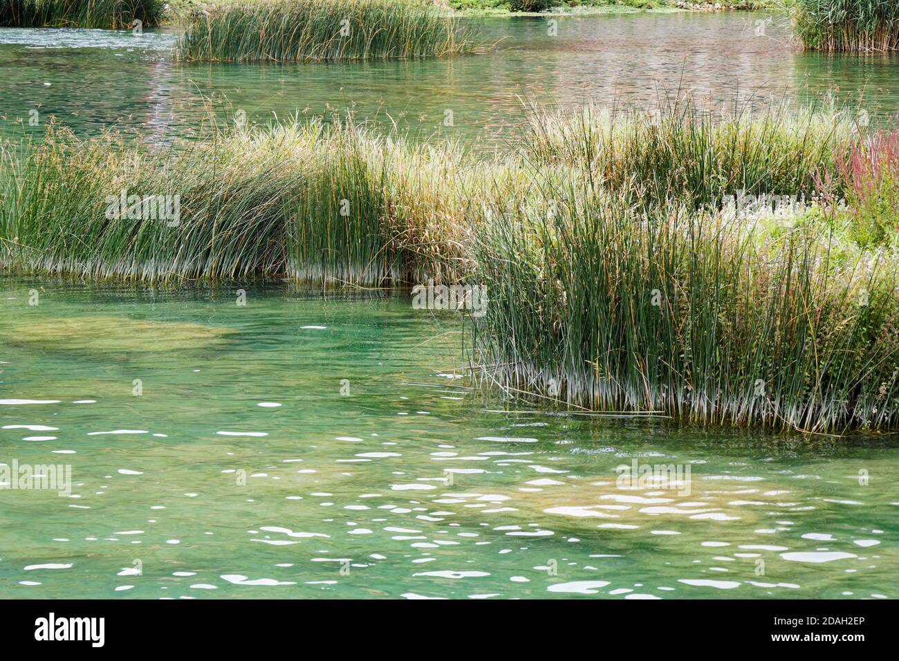 Calamus river hi-res stock photography and images - Alamy