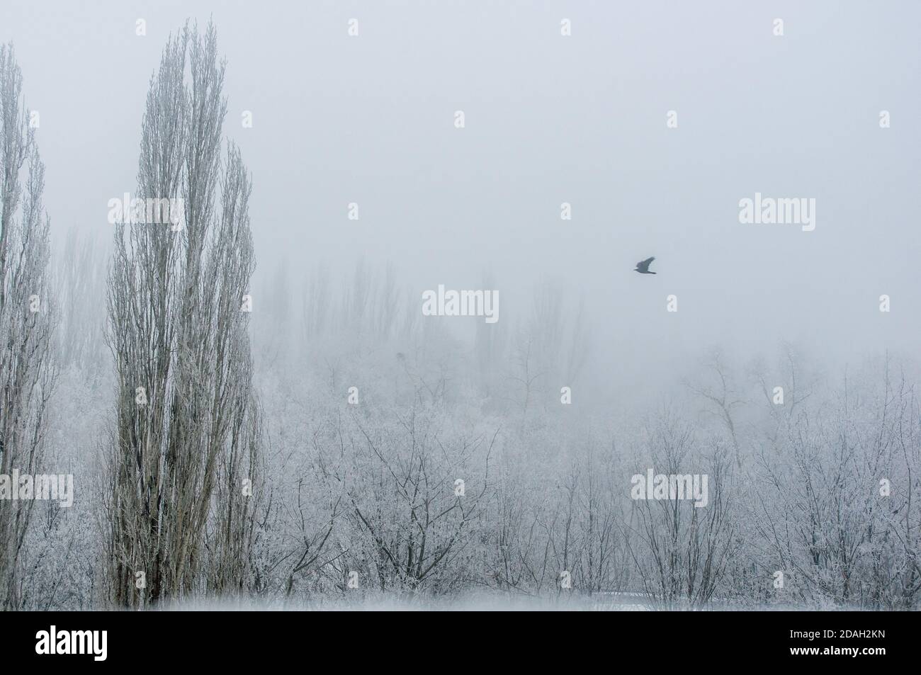 Birds winter landscape hi-res stock photography and images - Alamy