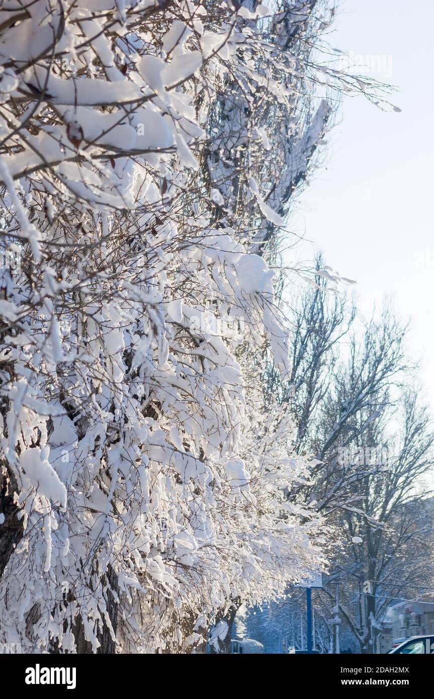 Tree icicles hi-res stock photography and images - Alamy