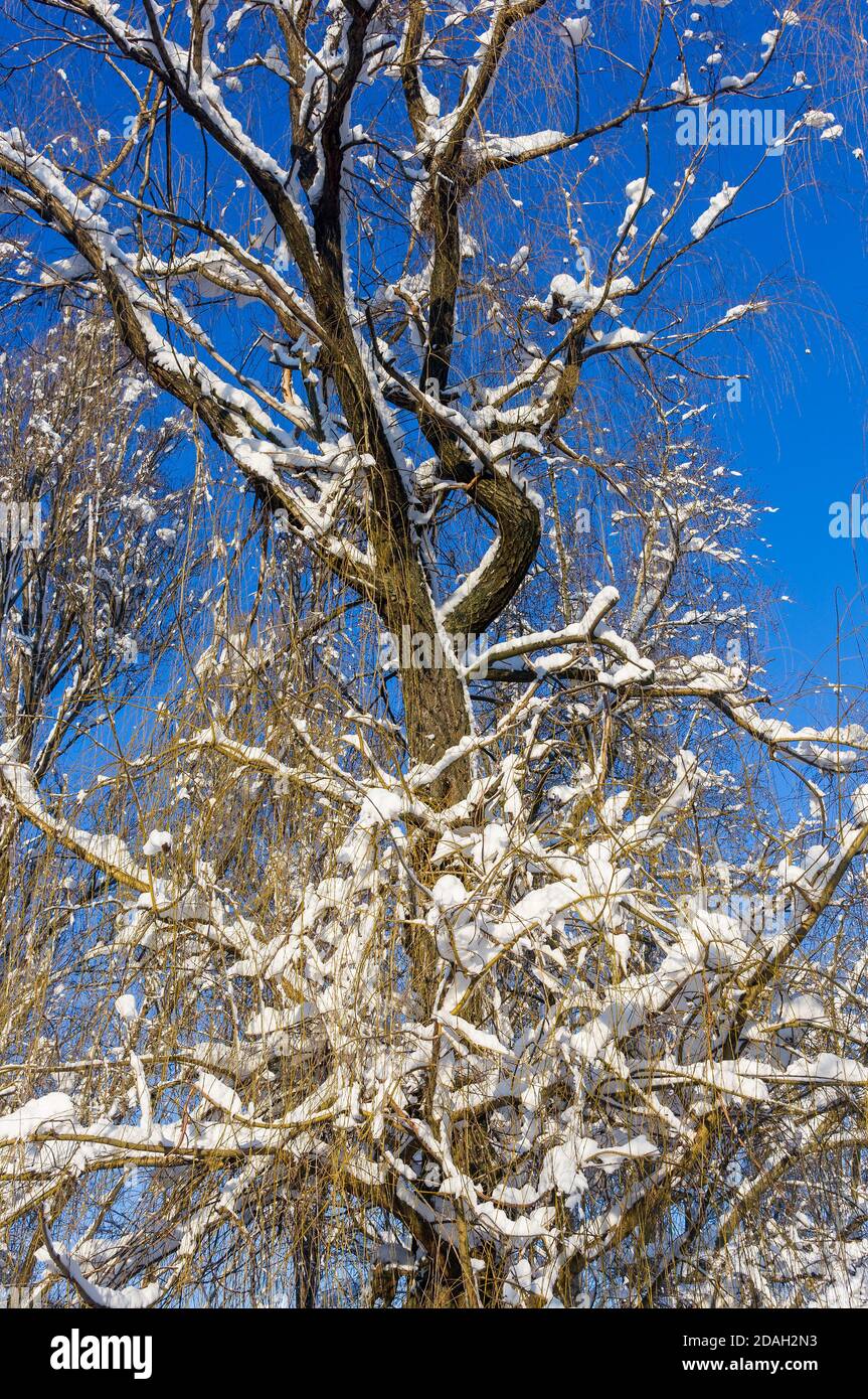 Winter landscape - snow and icicles on tree branches sparkle in the ...