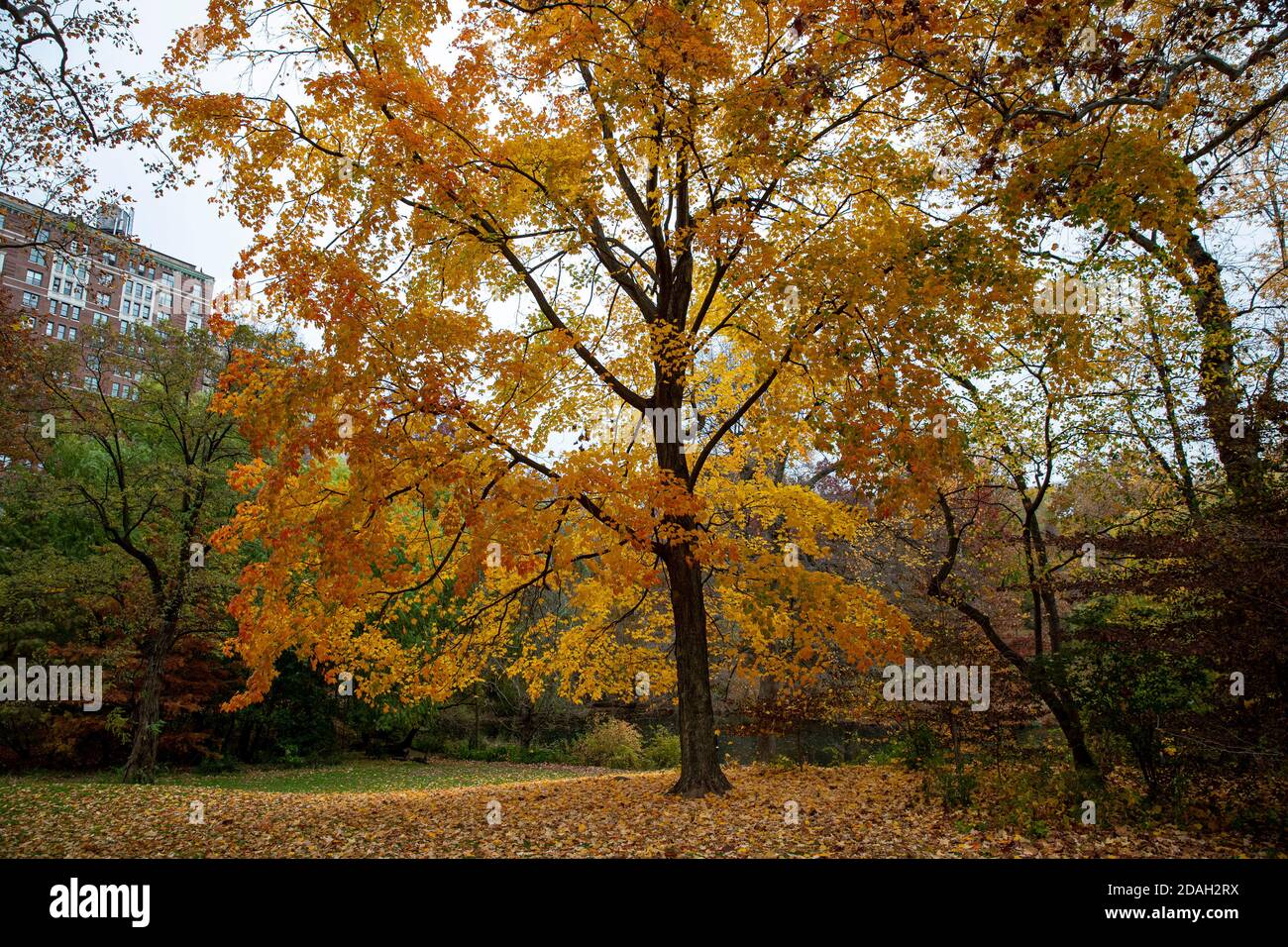 Leaves lay under a tree in North Woods in Central Park, New York City ...