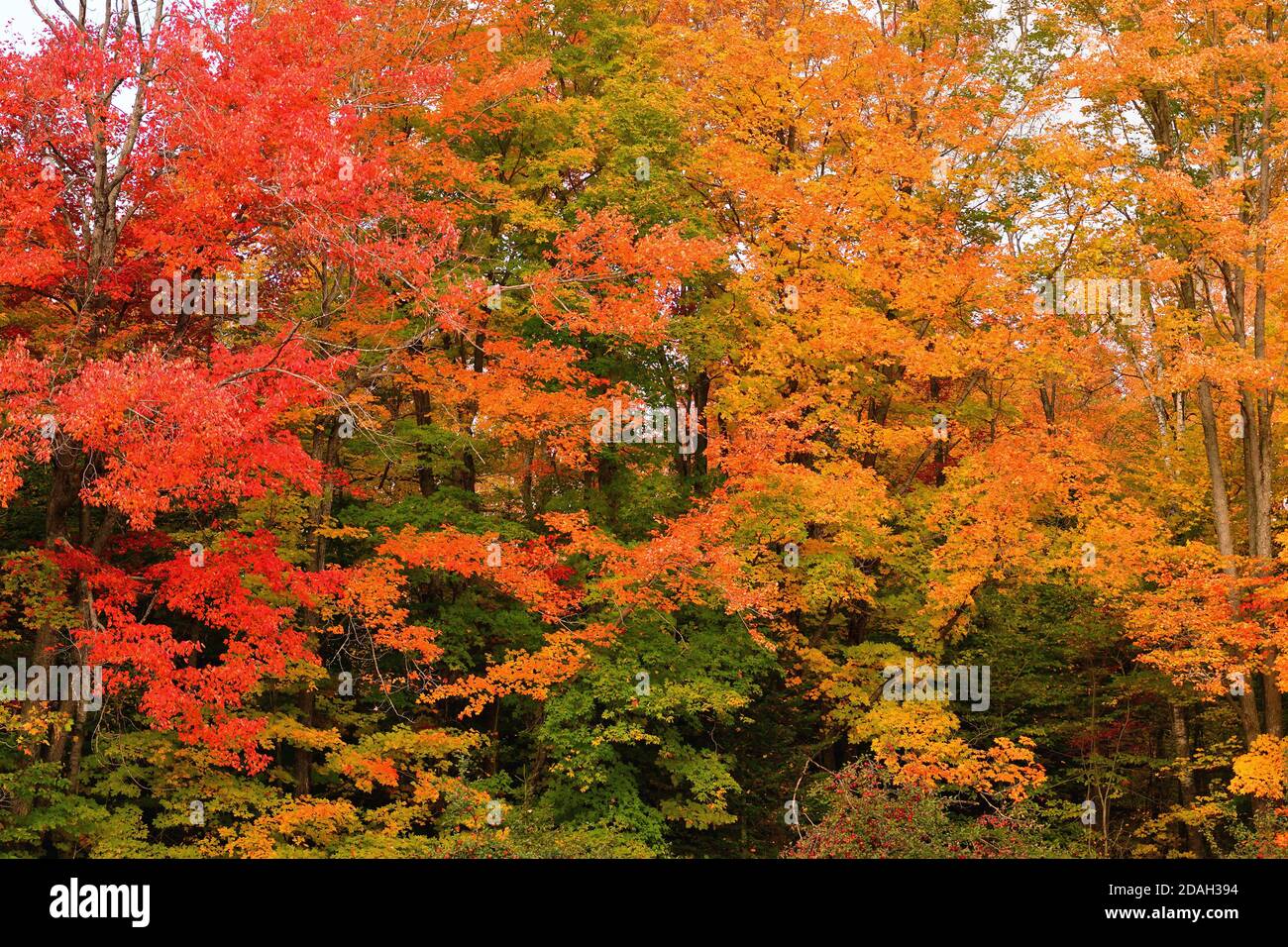 Trout Lake, Michigan, USA. Trees burst into a variety of colors as ...