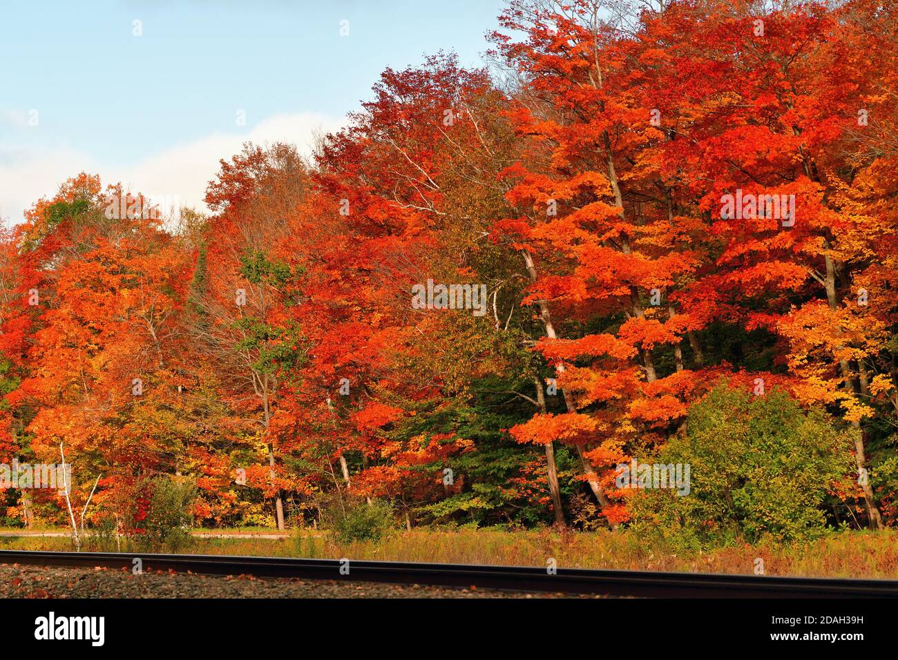 Trout Lake, Michigan, USA. Trees along railroad tracks burst into a ...