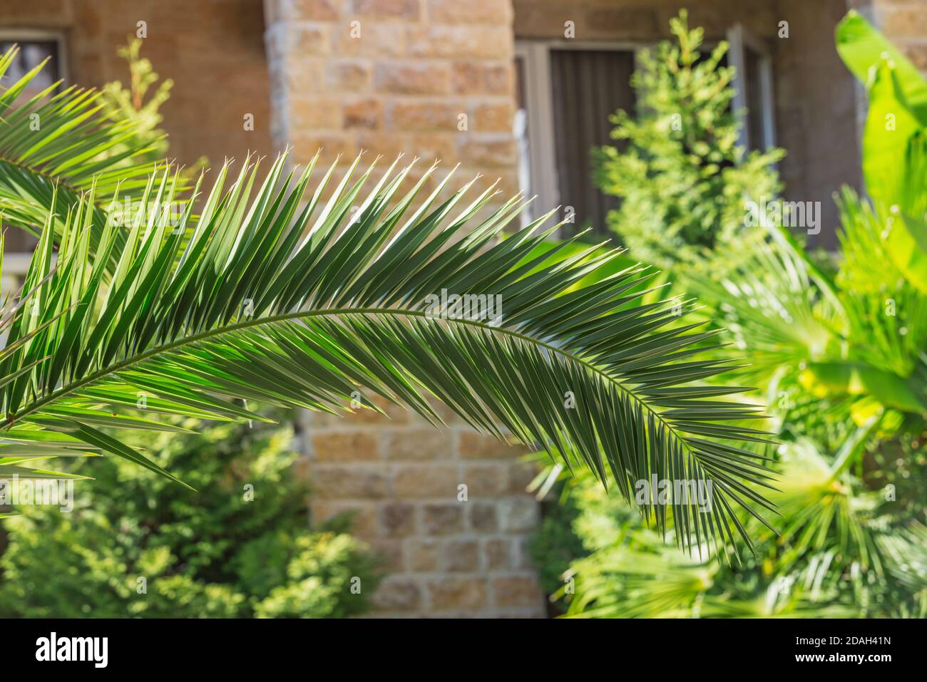 Palm tree branch in the hotel garden Stock Photo - Alamy