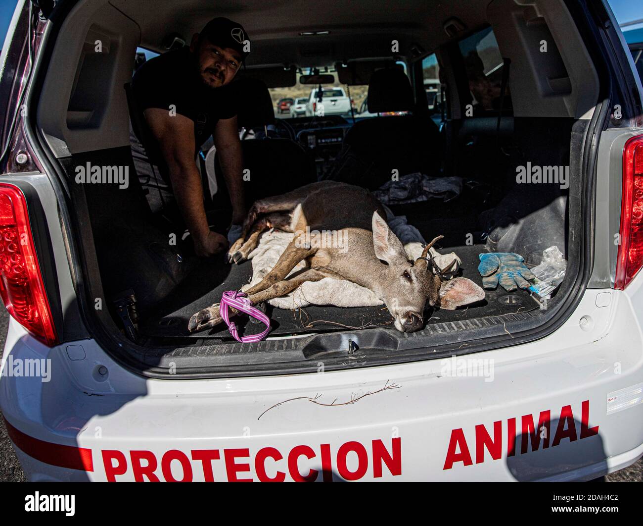 Muerte de venado hi-res stock photography and images - Alamy