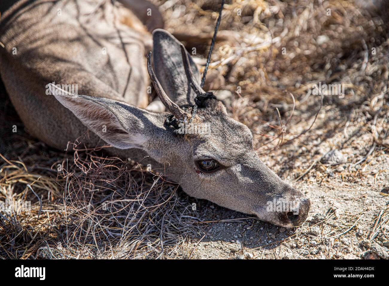 Muerte de venado hi-res stock photography and images - Alamy