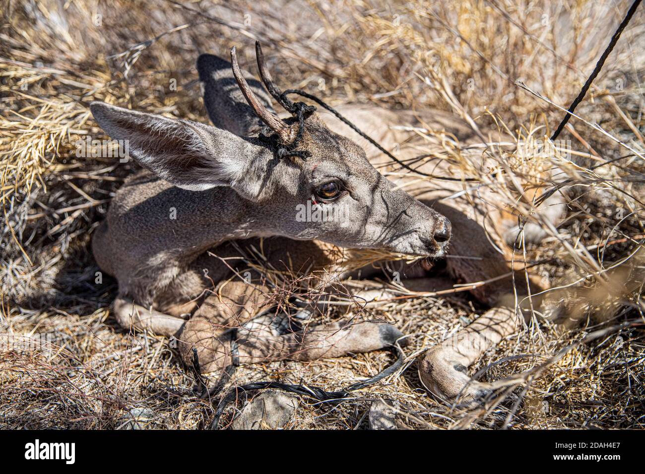 Muerte de venado hi-res stock photography and images - Alamy