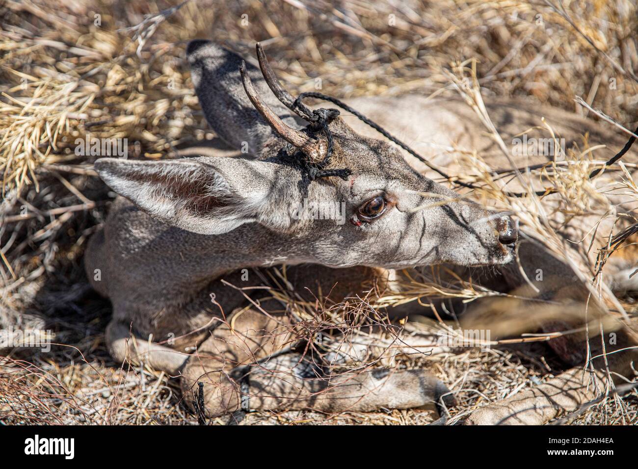 Muerte de venado hi-res stock photography and images - Alamy