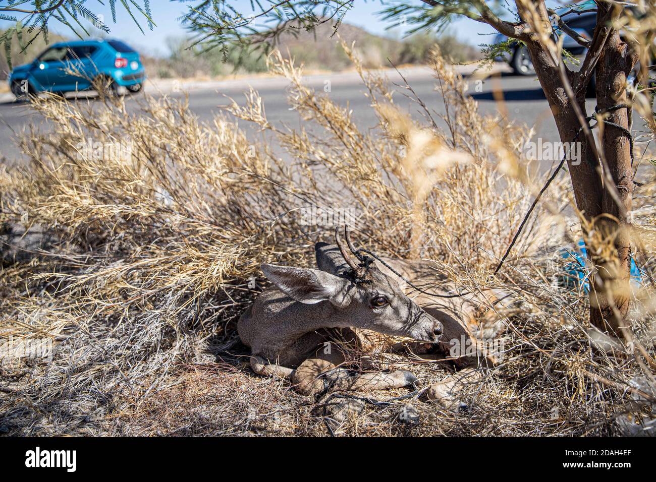 A white-tailed deer remains tied to a tree after being run over by the ...