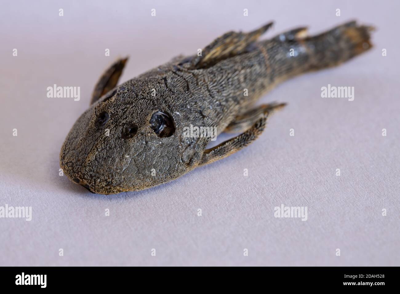 Armored catfish hi-res stock photography and images - Alamy