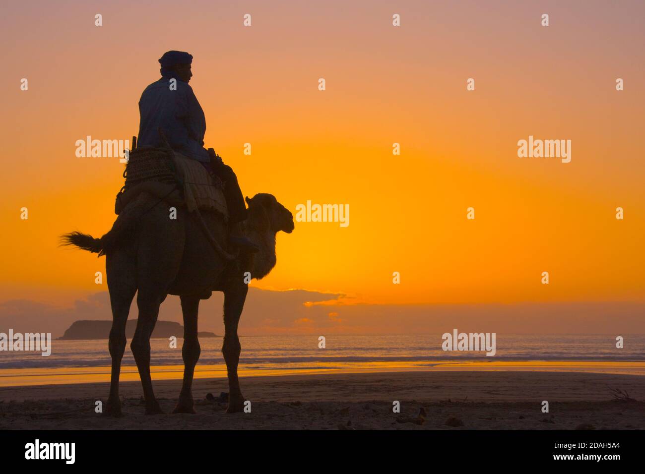 Man riding camel on the beach at sunset, Essaouira, Morocco Stock Photo ...
