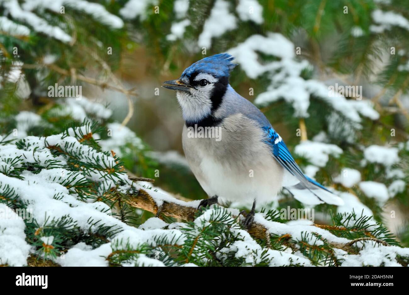 Blue jay in tree hi-res stock photography and images - Alamy