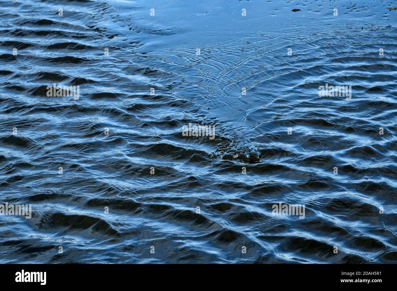Water freezing on the surface of Maxwell lake in Hinton Alberta Canada ...
