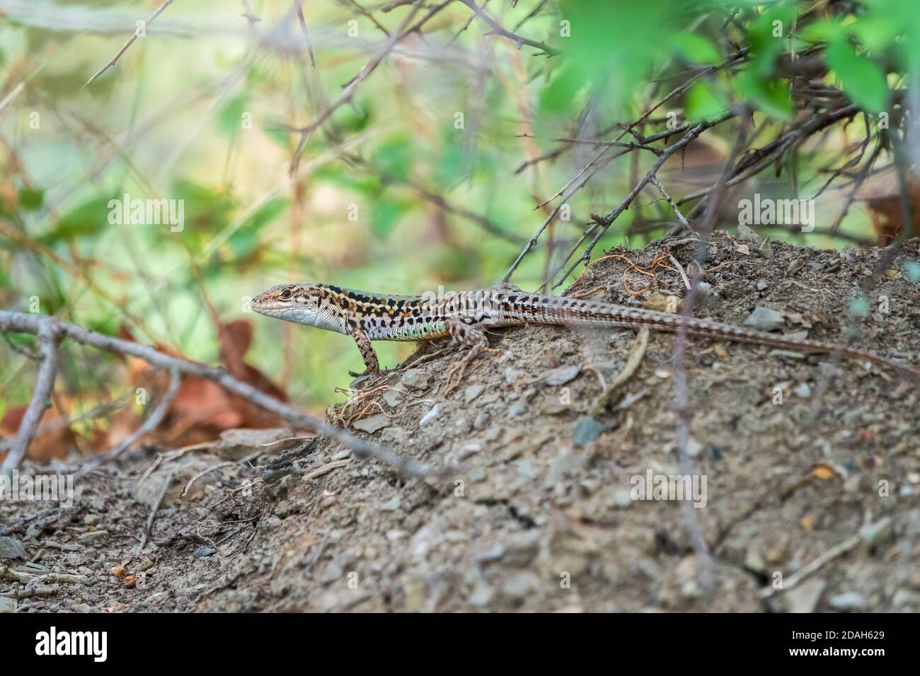 The Balkan wall lizard, lat. Podarcis tauricus, standing on ground with ...