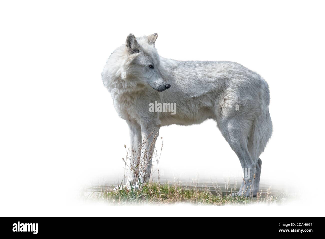 Grey wolf Cut Out Stock Images & Pictures - Alamy