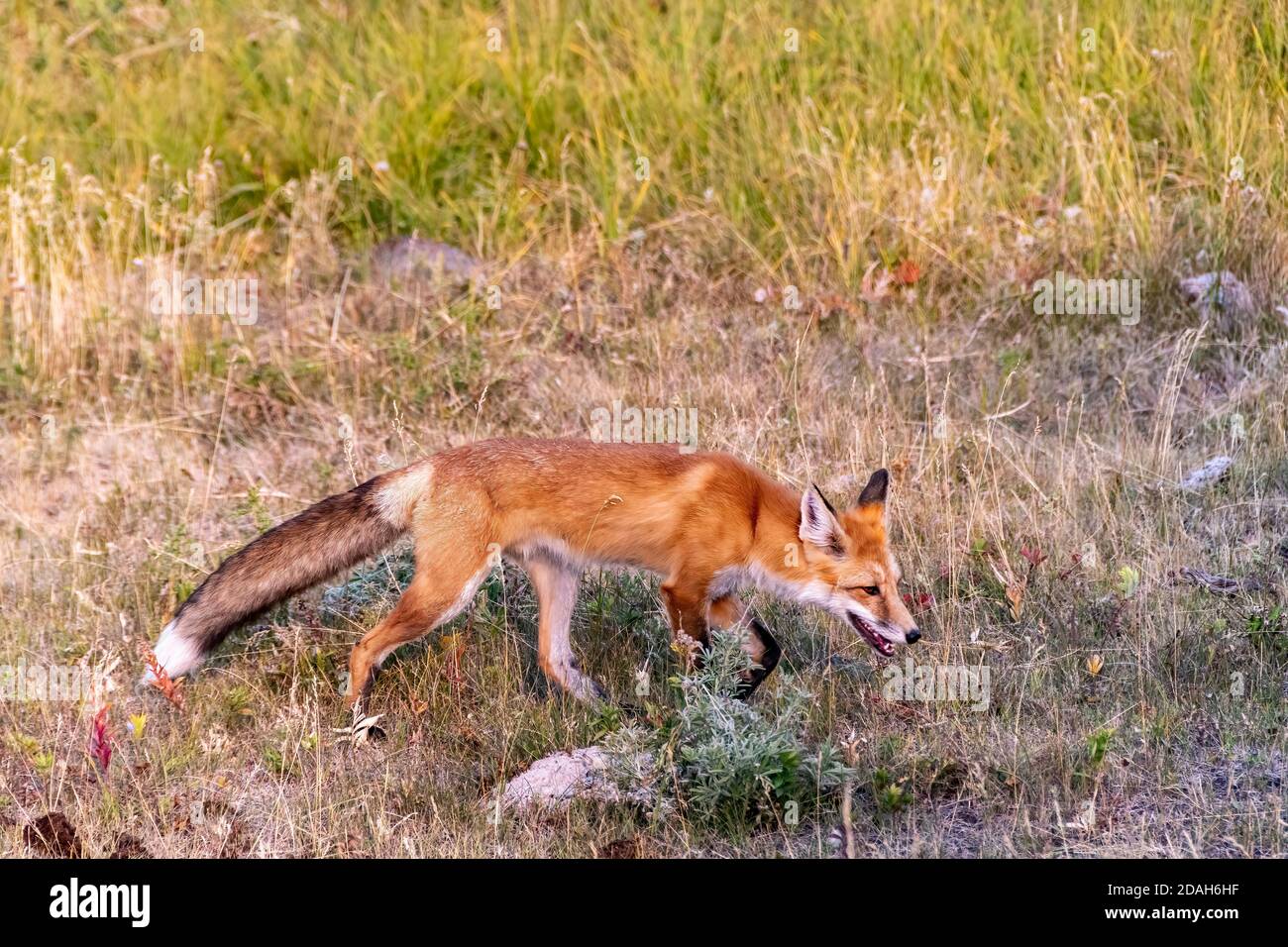 Red Fox on the prowl. Yellowstone National Park, USA Stock Photo - Alamy