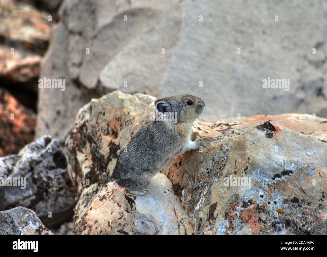Grey rabbit fur hi-res stock photography and images - Alamy