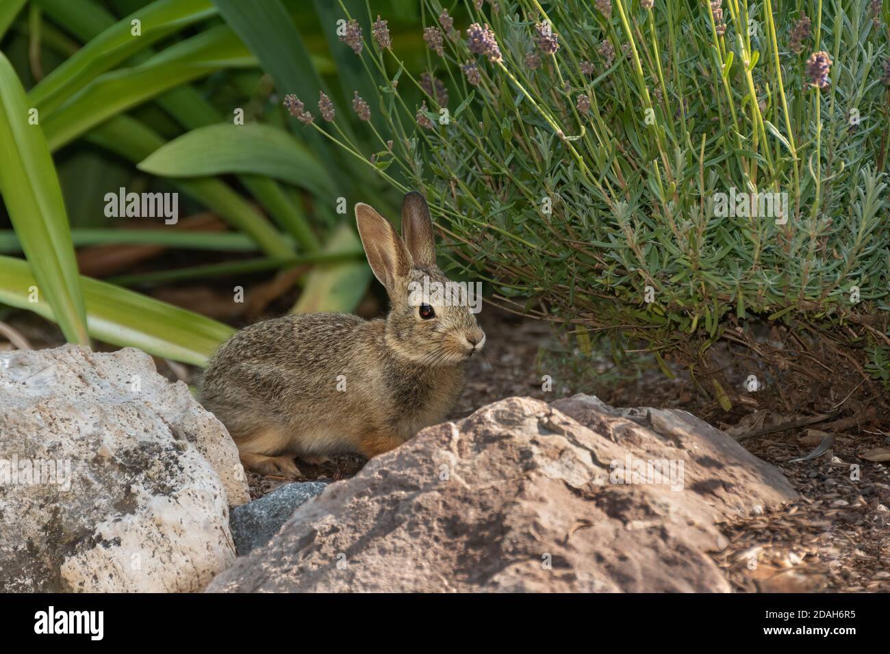 Wild rabbit (Oryctolagus cuniculus) in a field Stock Photo - Alamy