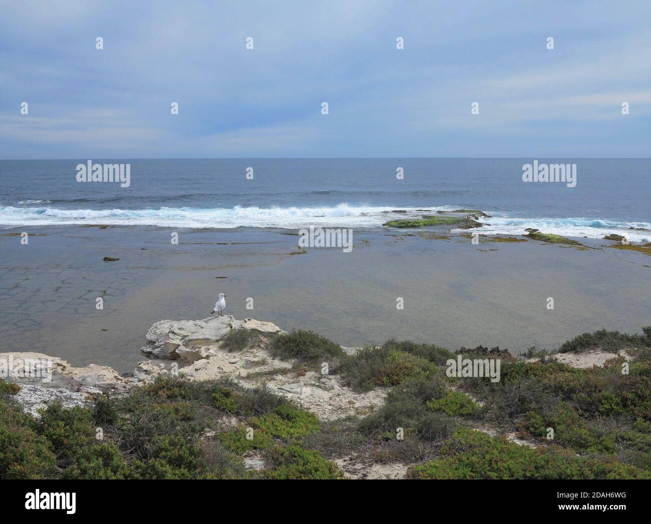 Seagull, Rottnest Island (West End), near Perth, Western Australia ...