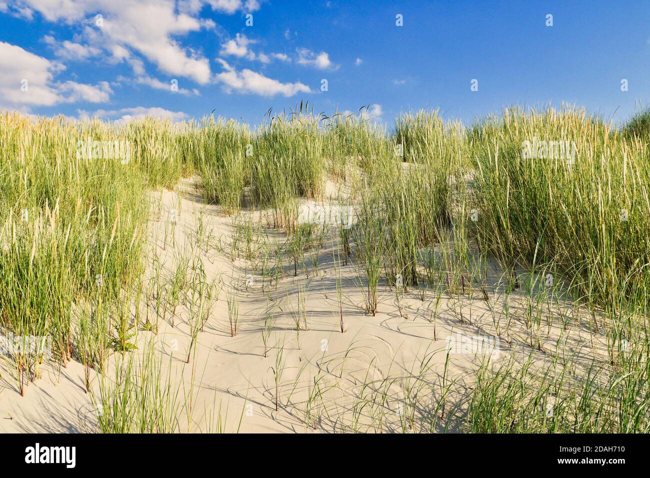Beach grass growing on sand dune in Langeoog Germany Stock Photo - Alamy