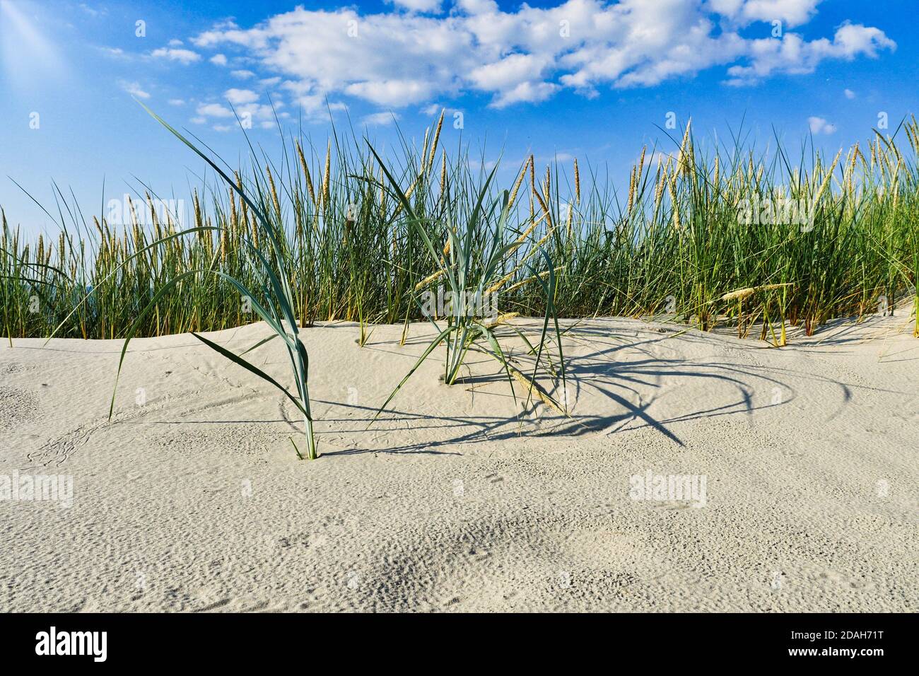 Beach grass growing on sand with picturesque blue sky Stock Photo - Alamy