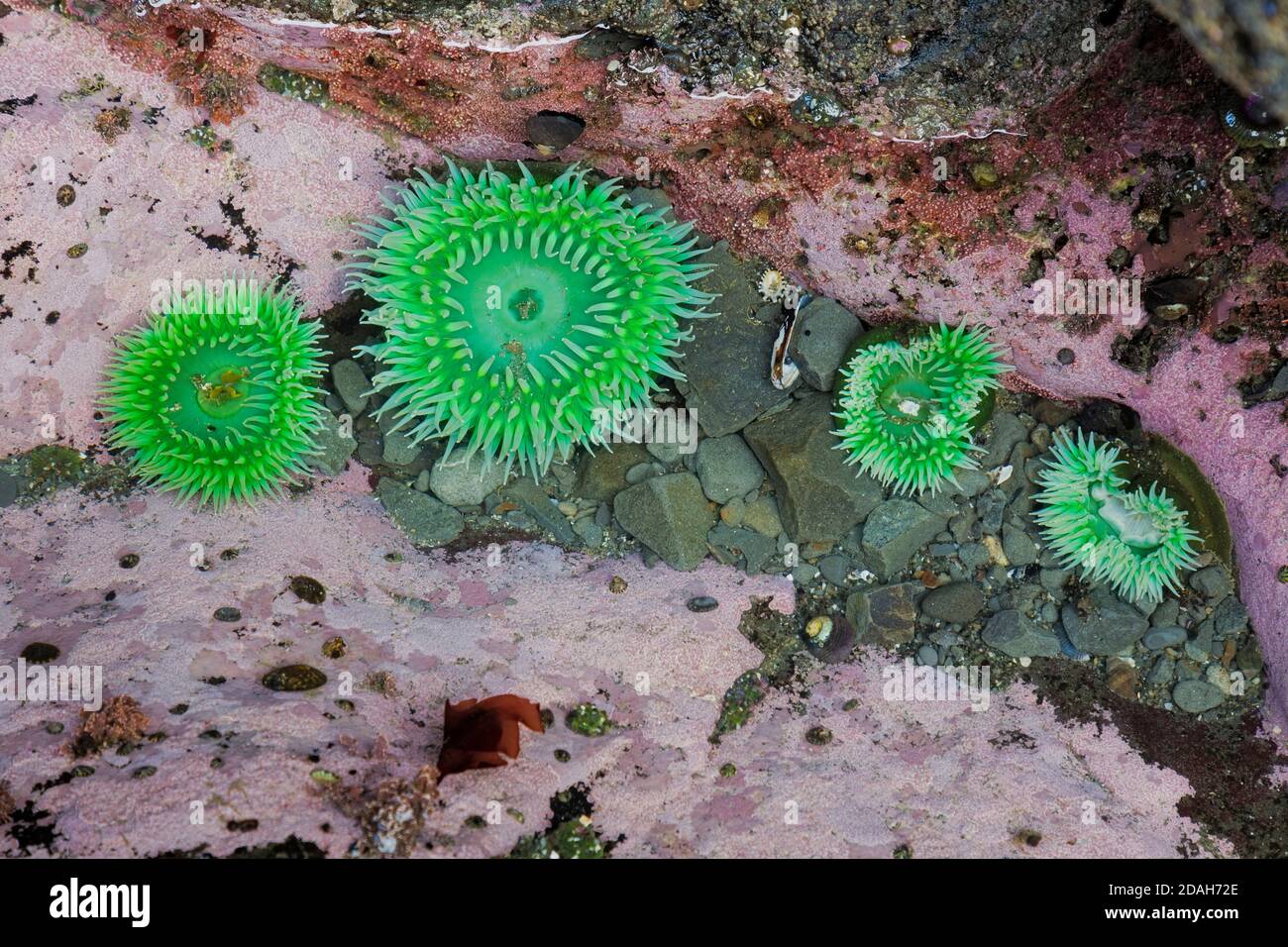 Olympic park living wall hi-res stock photography and images - Alamy