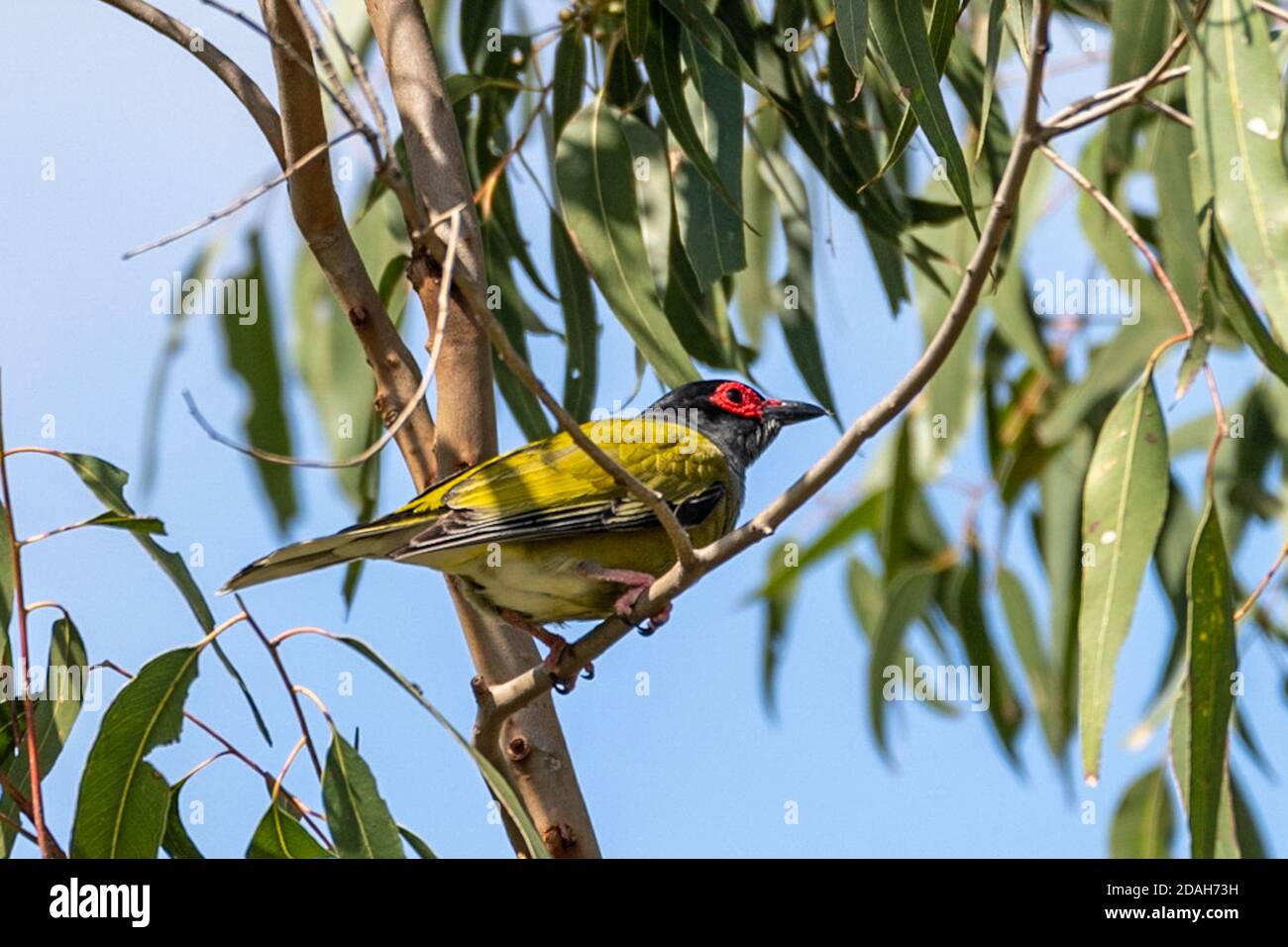 Australian fig bird High Resolution Stock Photography and Images - Alamy