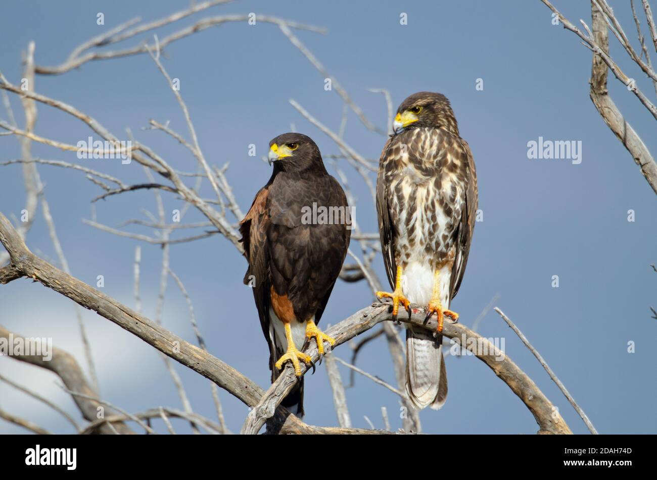 Juvenile harriss hawk hi-res stock photography and images - Alamy