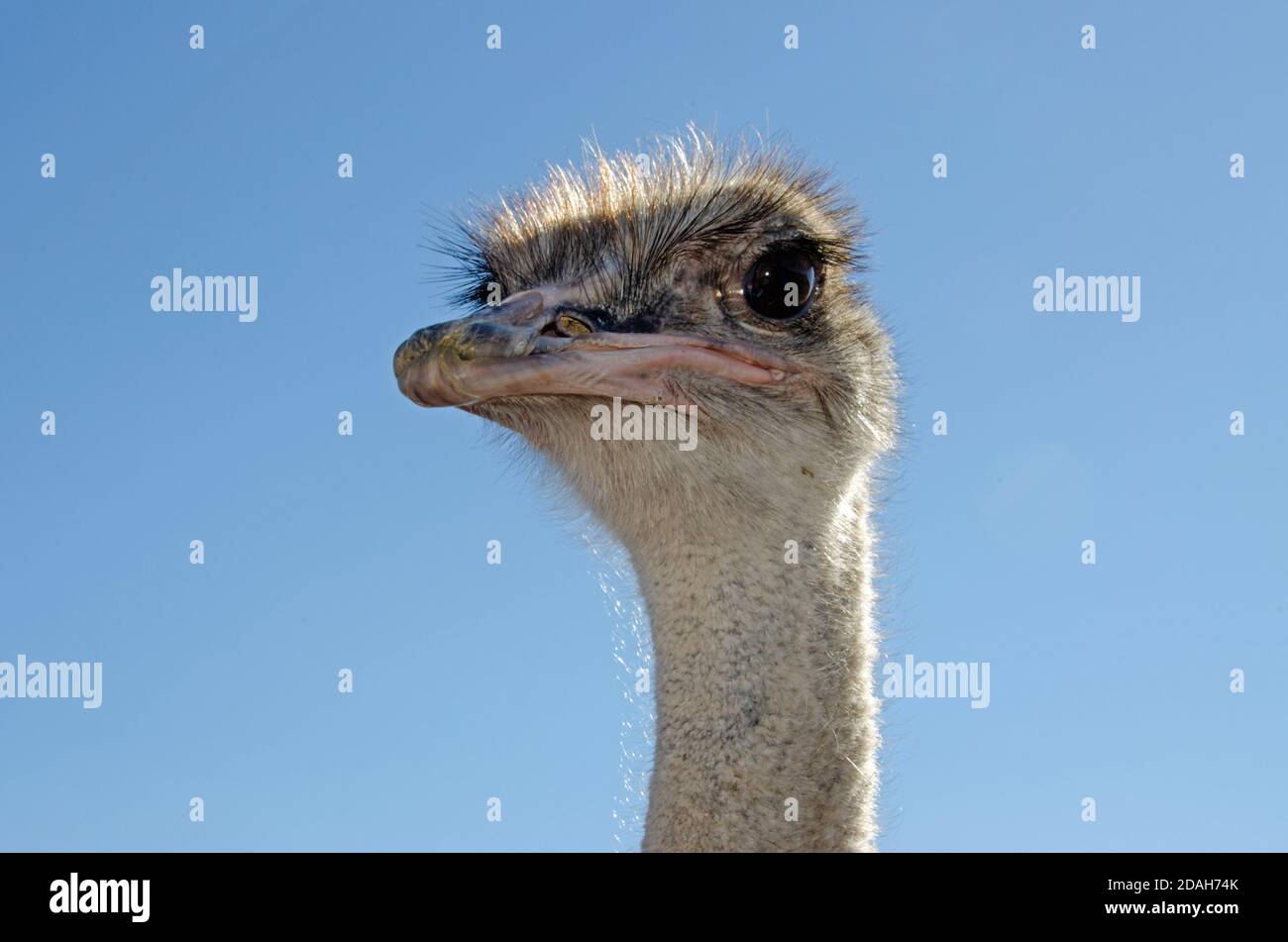 Common Ostrich (Struthio camelus Stock Photo - Alamy