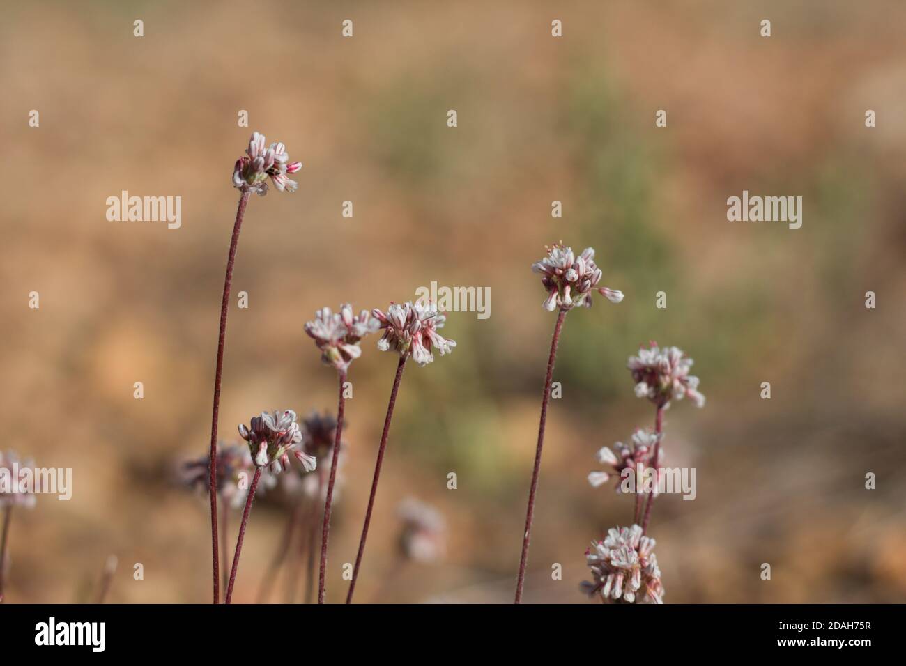 Pink inflorescences, Pebble Buckwheat, Eriogonum Kennedyi, Polygonaceae ...