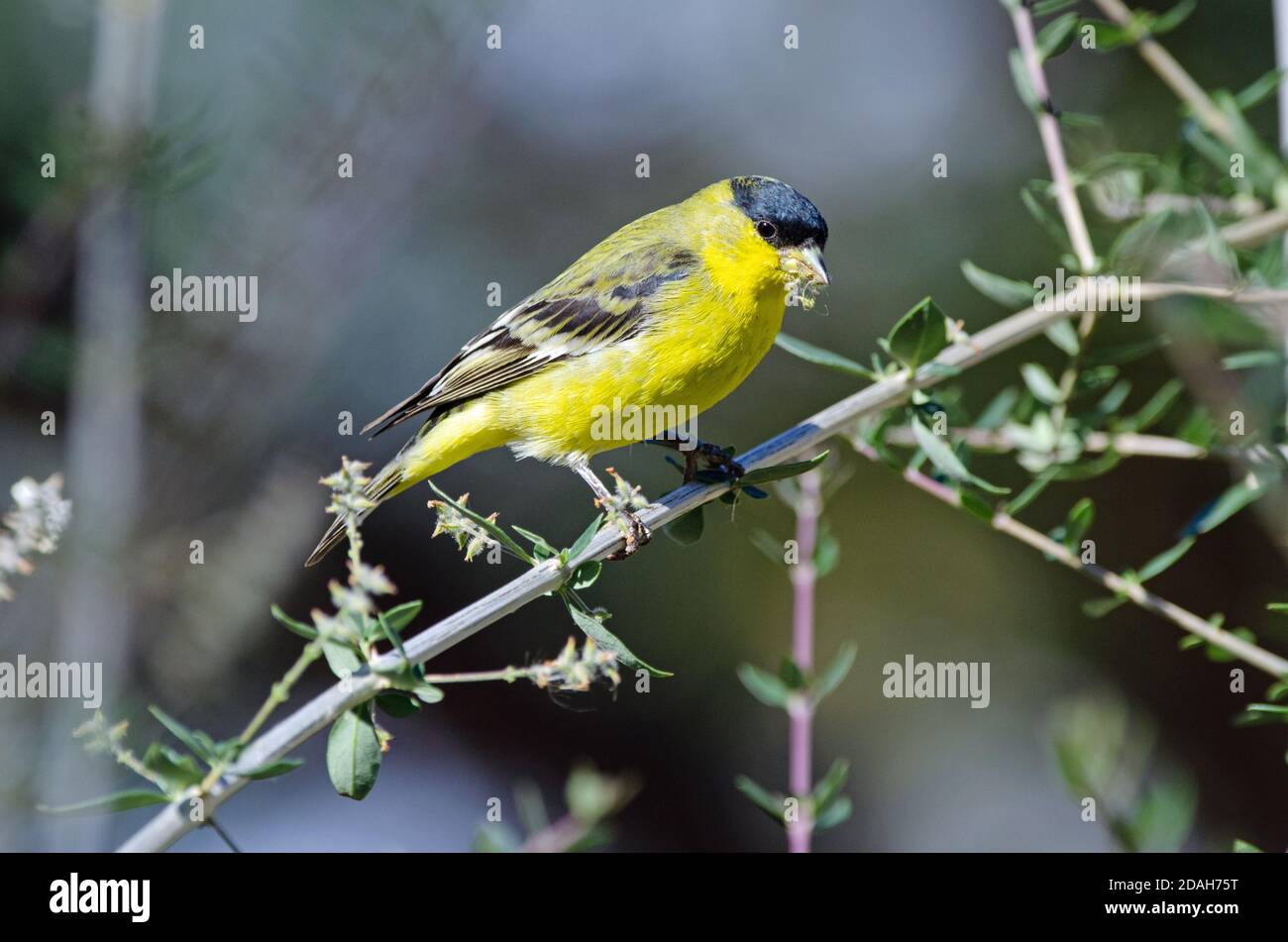 Lesser Goldfinch (Spinus psaltria Stock Photo - Alamy