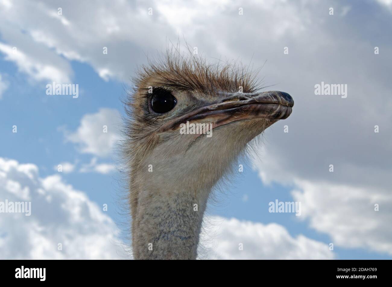 Common Ostrich (Struthio camelus Stock Photo - Alamy